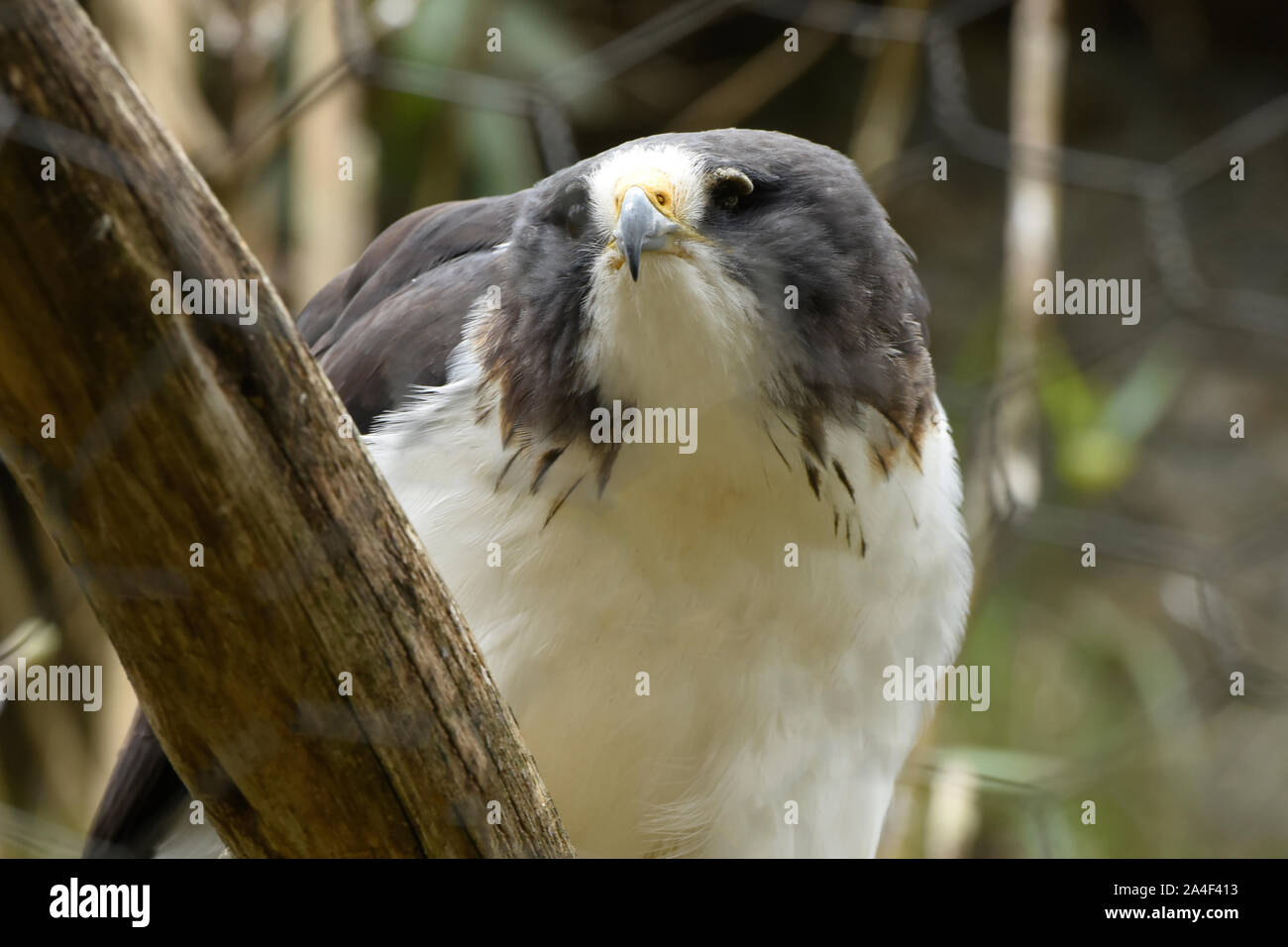 Short-tailed hawk (Buteo brachyurus) Cuenca, Ecuador Stock Photo - Alamy