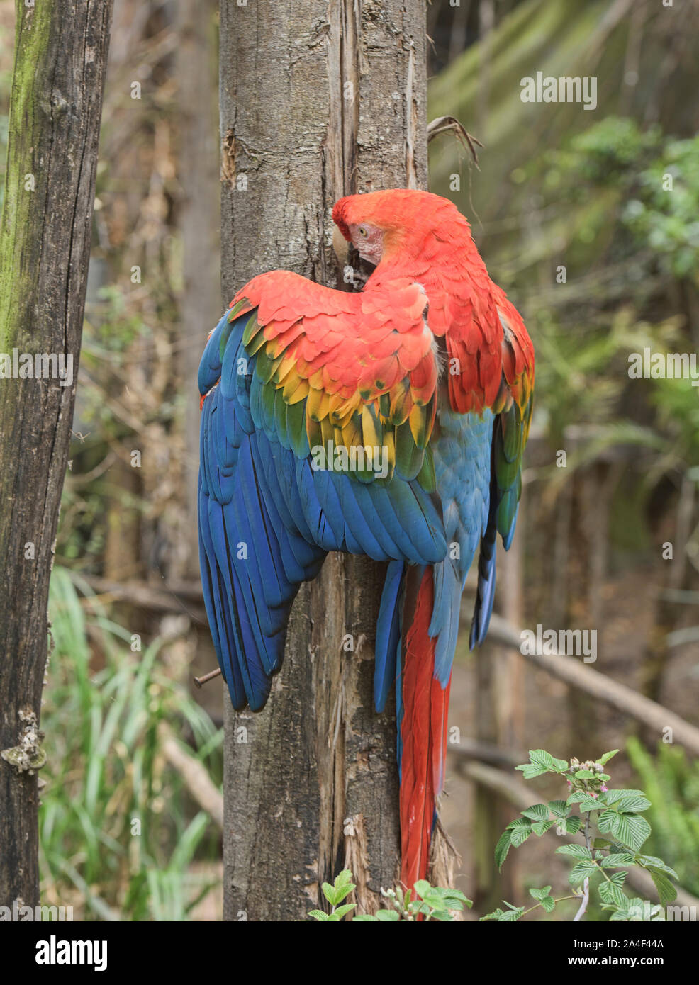 Scarlett macaw (Ara macao), Ecuador Stock Photo - Alamy