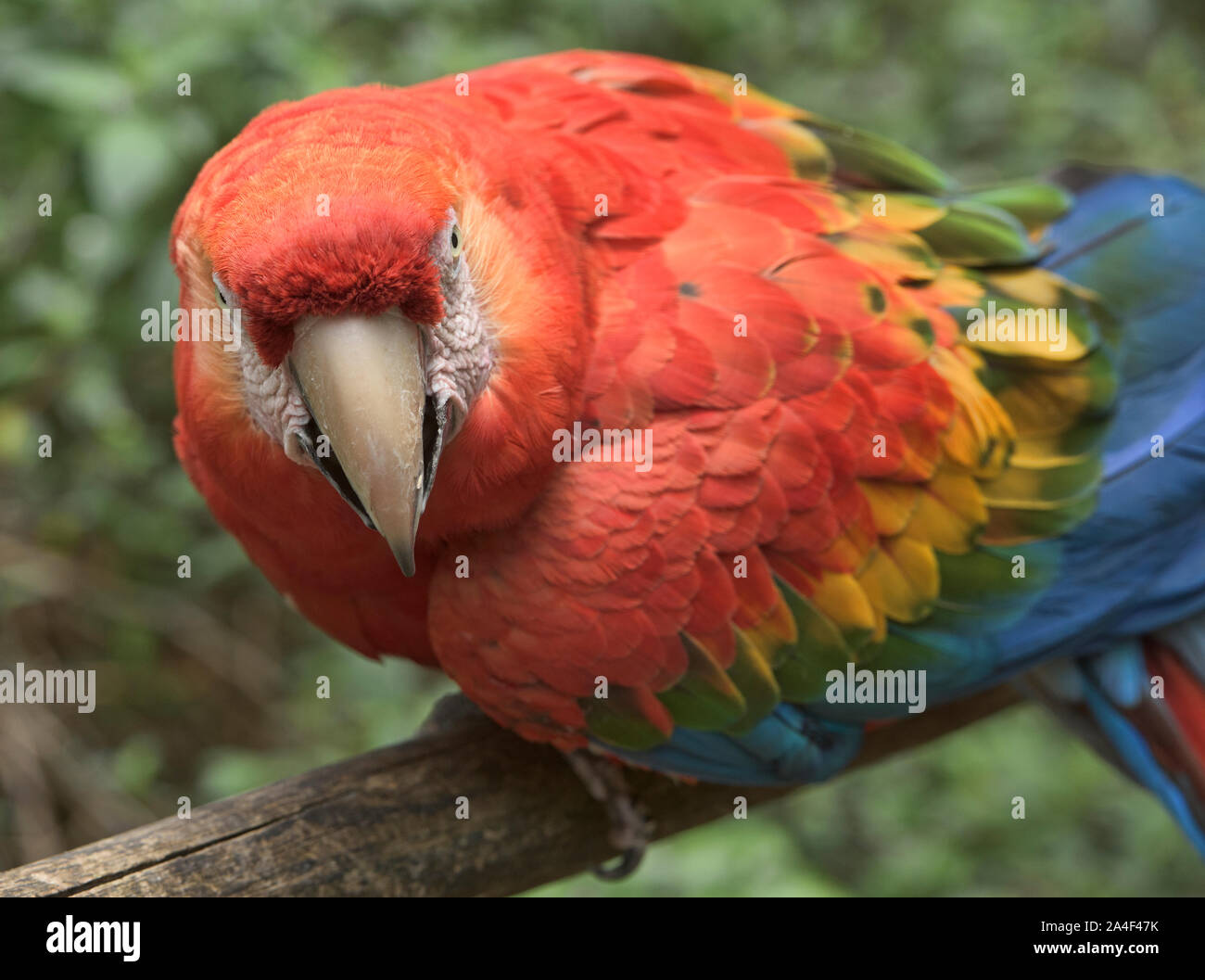 Scarlett macaw (Ara macao), Ecuador Stock Photo - Alamy