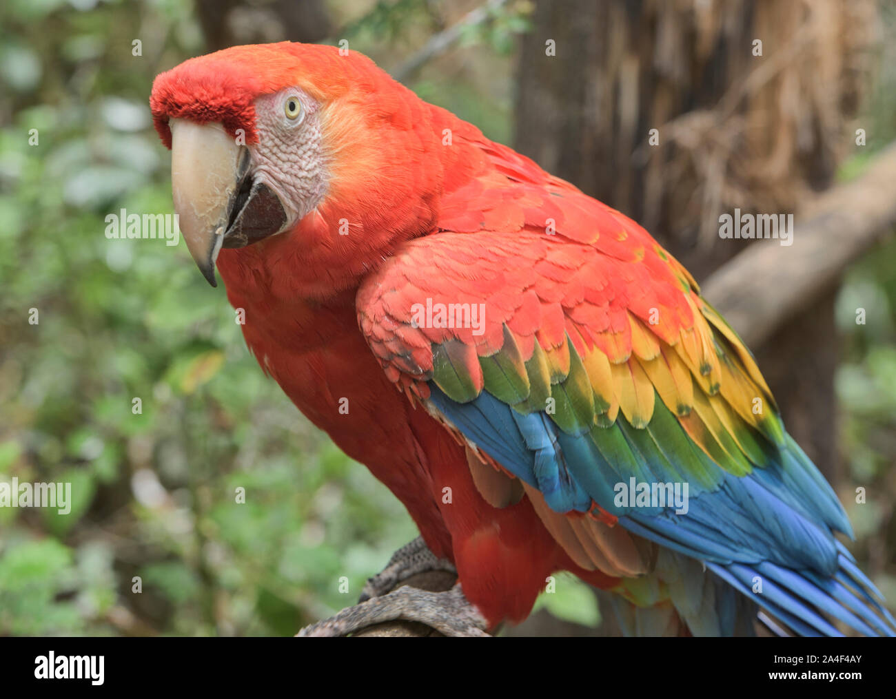 Scarlett macaw (Ara macao), Ecuador Stock Photo - Alamy