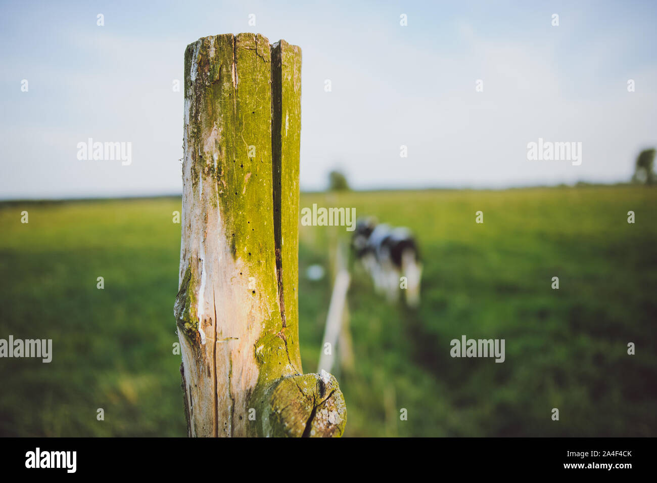 Wooden cow pen hi-res stock photography and images - Alamy