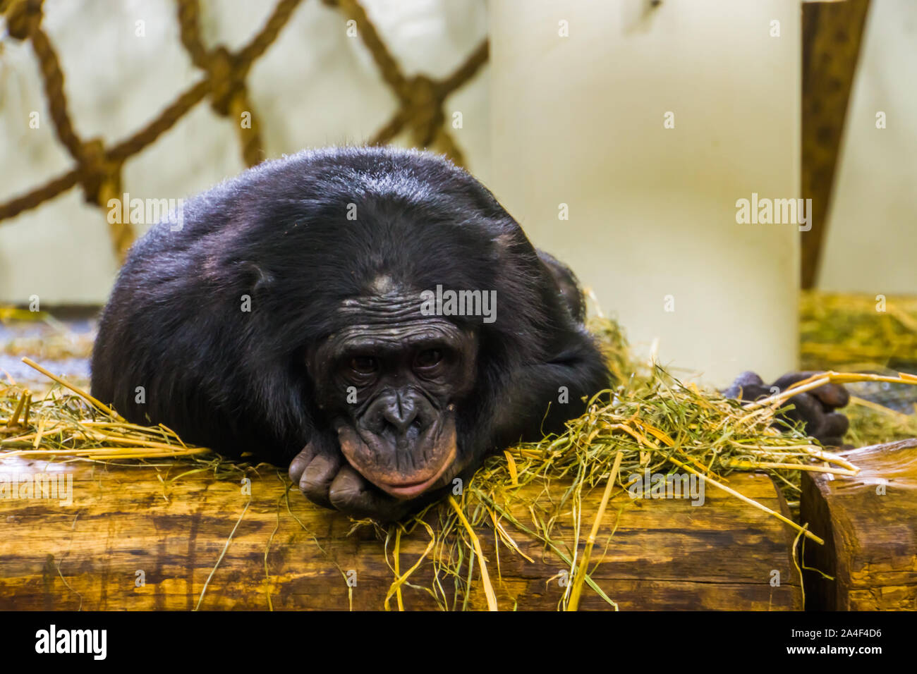 Bonobo male animal hi-res stock photography and images - Alamy