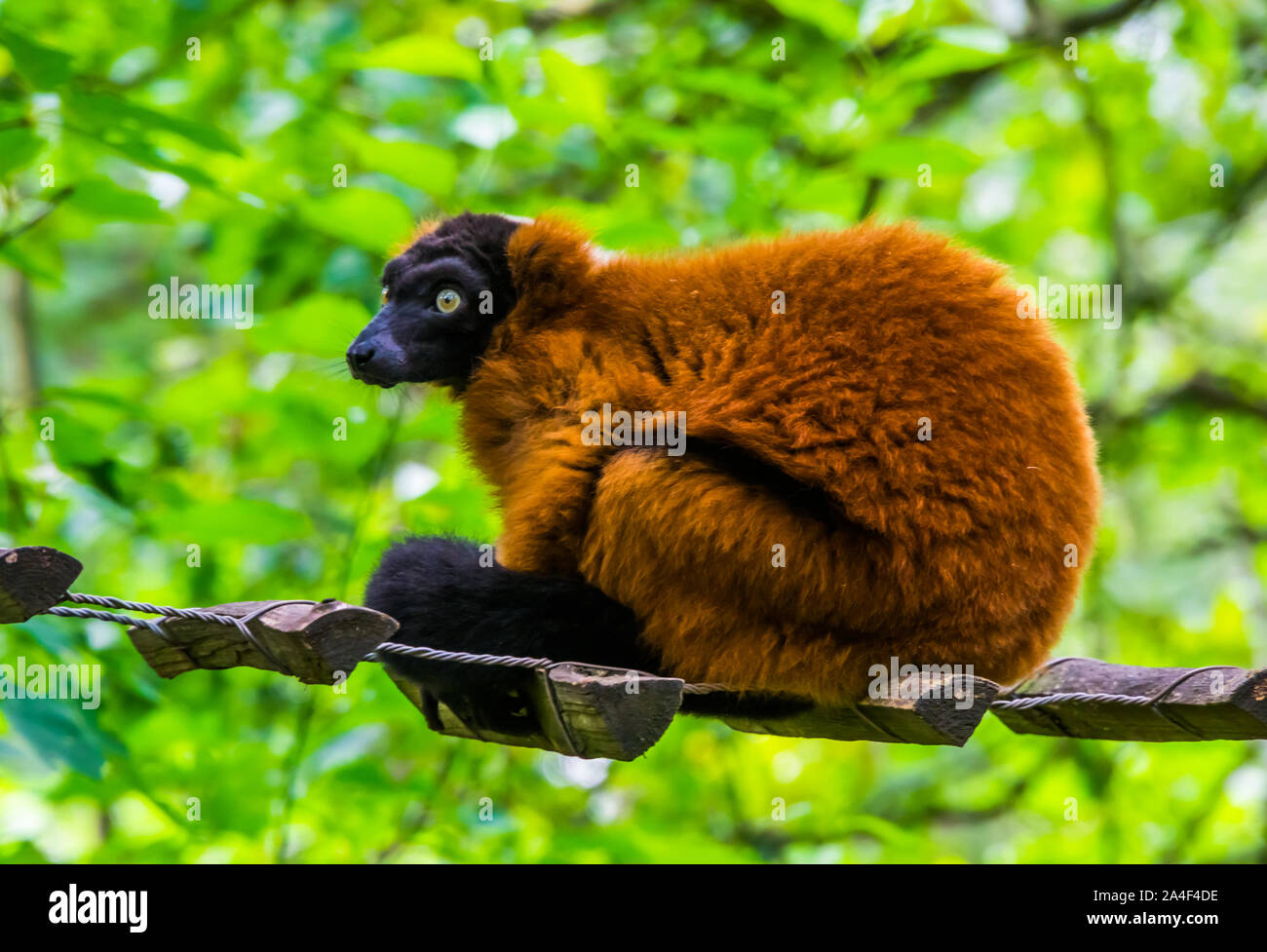 closeup portrait of a red ruffed lemur monkey, critically endangered ...