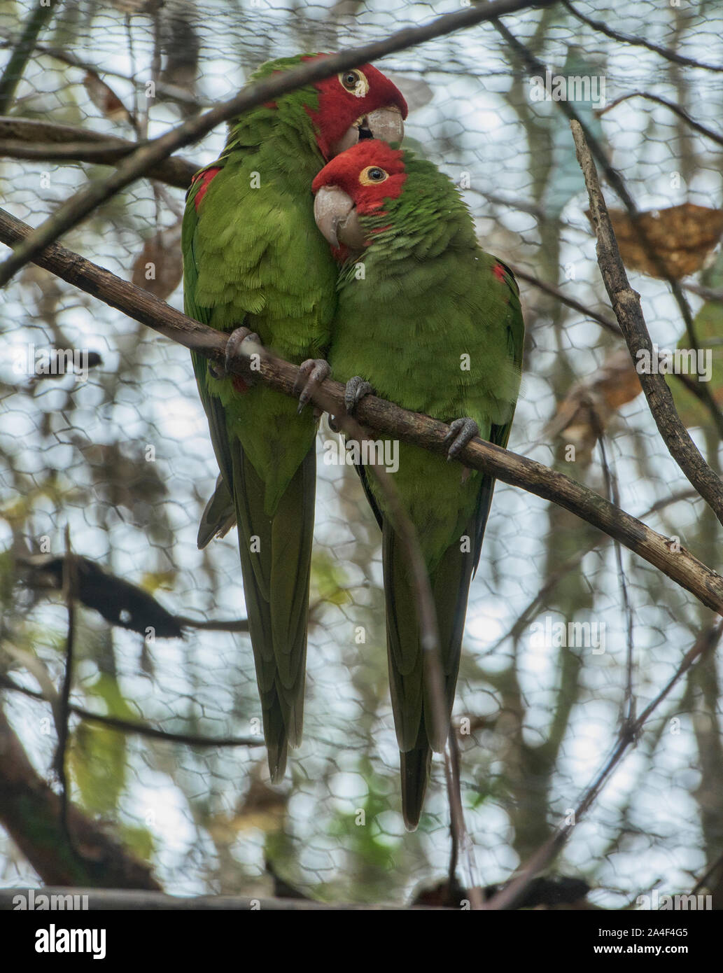 Red headed conure hi-res stock photography and images - Alamy