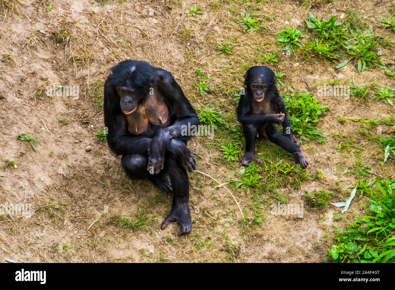 Pygmy family congo hi-res stock photography and images - Alamy
