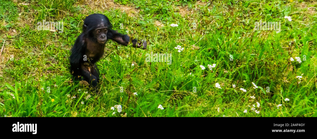 Baby Bonobo Walking
