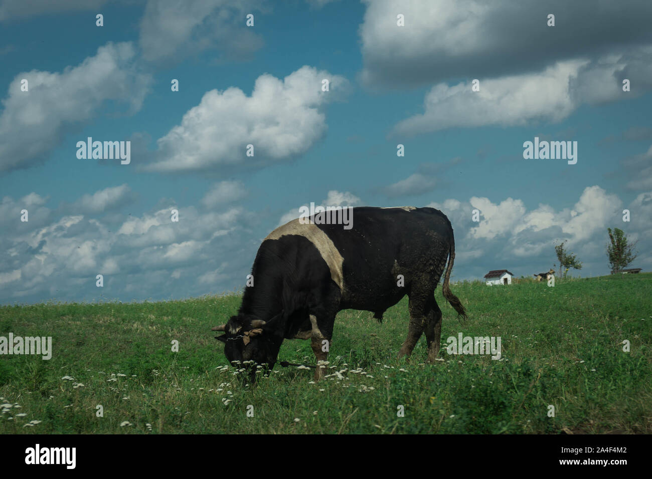 Ukraine cow hi-res stock photography and images - Alamy