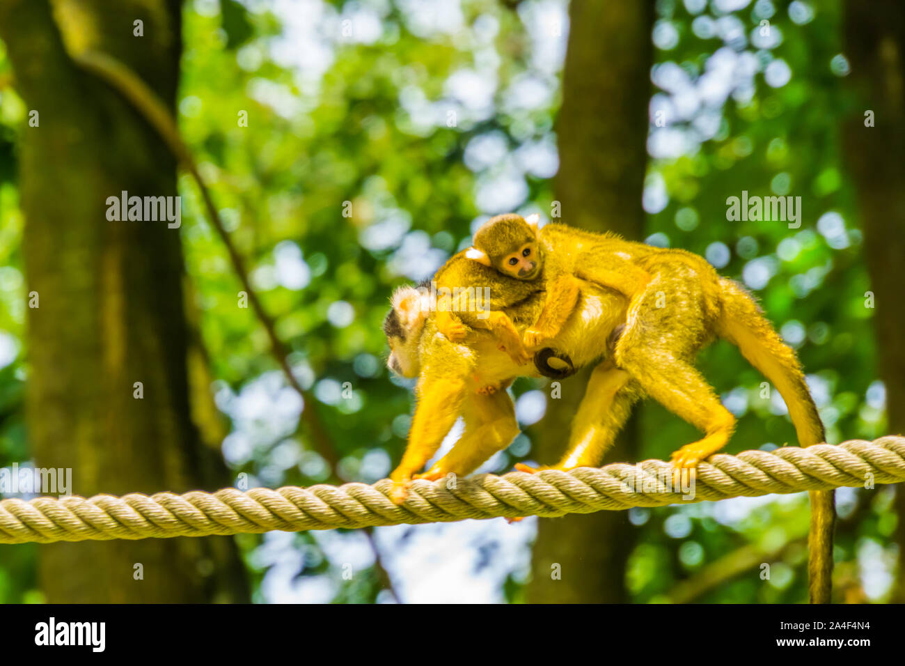 common squirrel monkey walking over a rope with a baby on her back ...