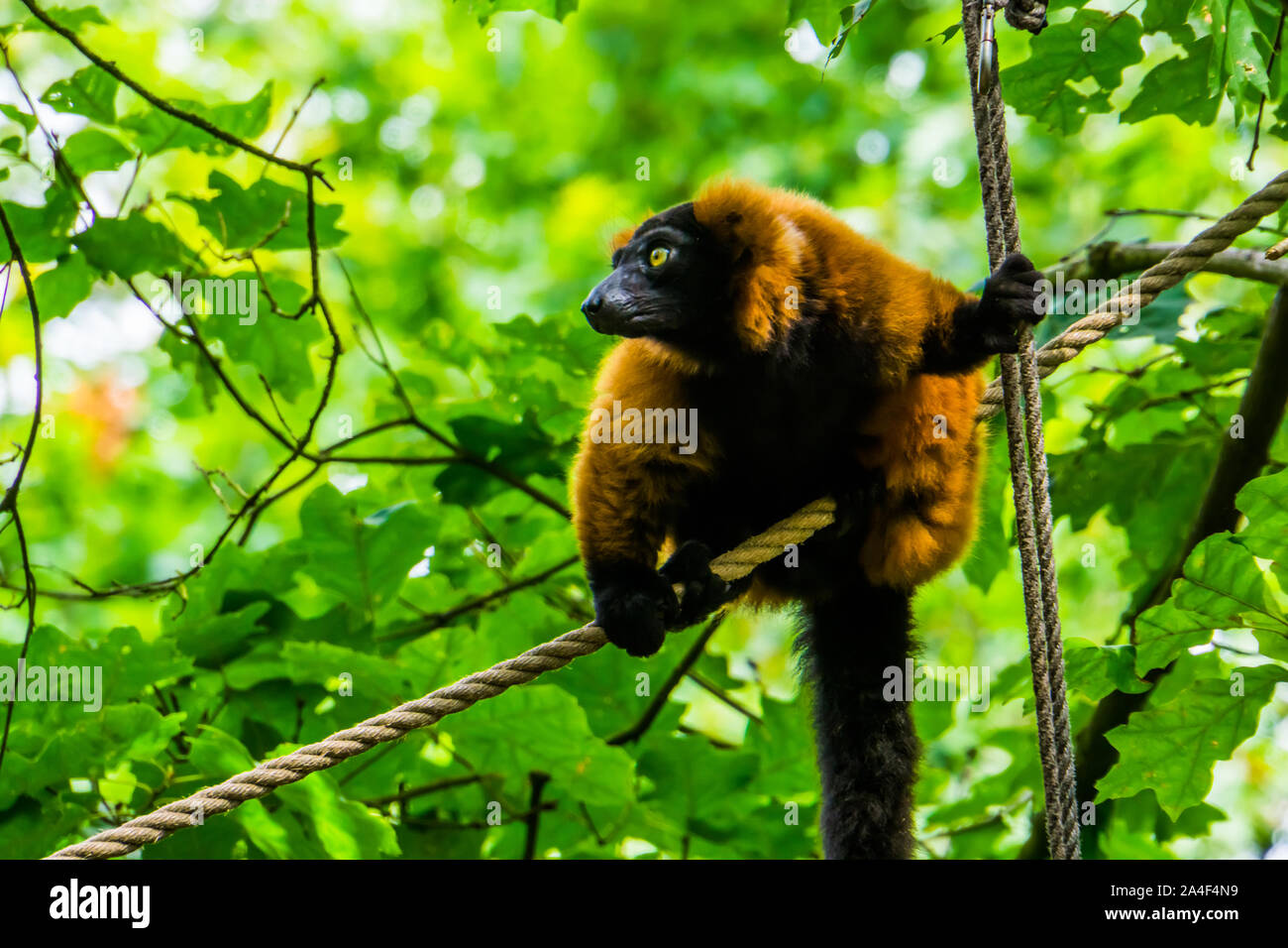 red ruffed lemur sitting on a rope in closeup, adorable tropical monkey ...
