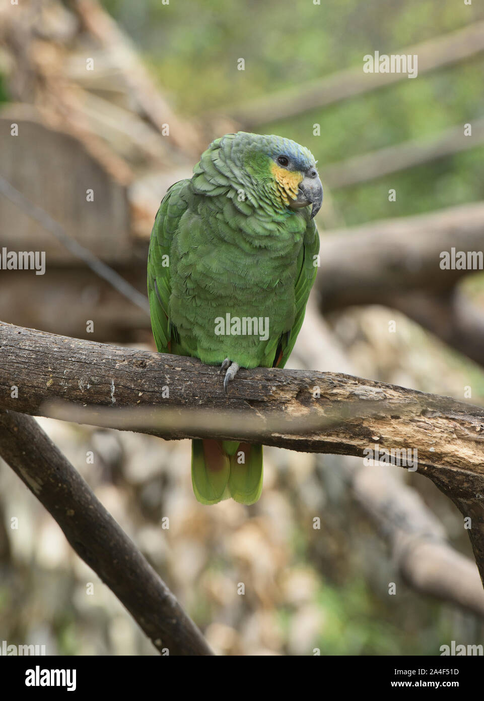 Amazona amazonica hi-res stock photography and images - Alamy