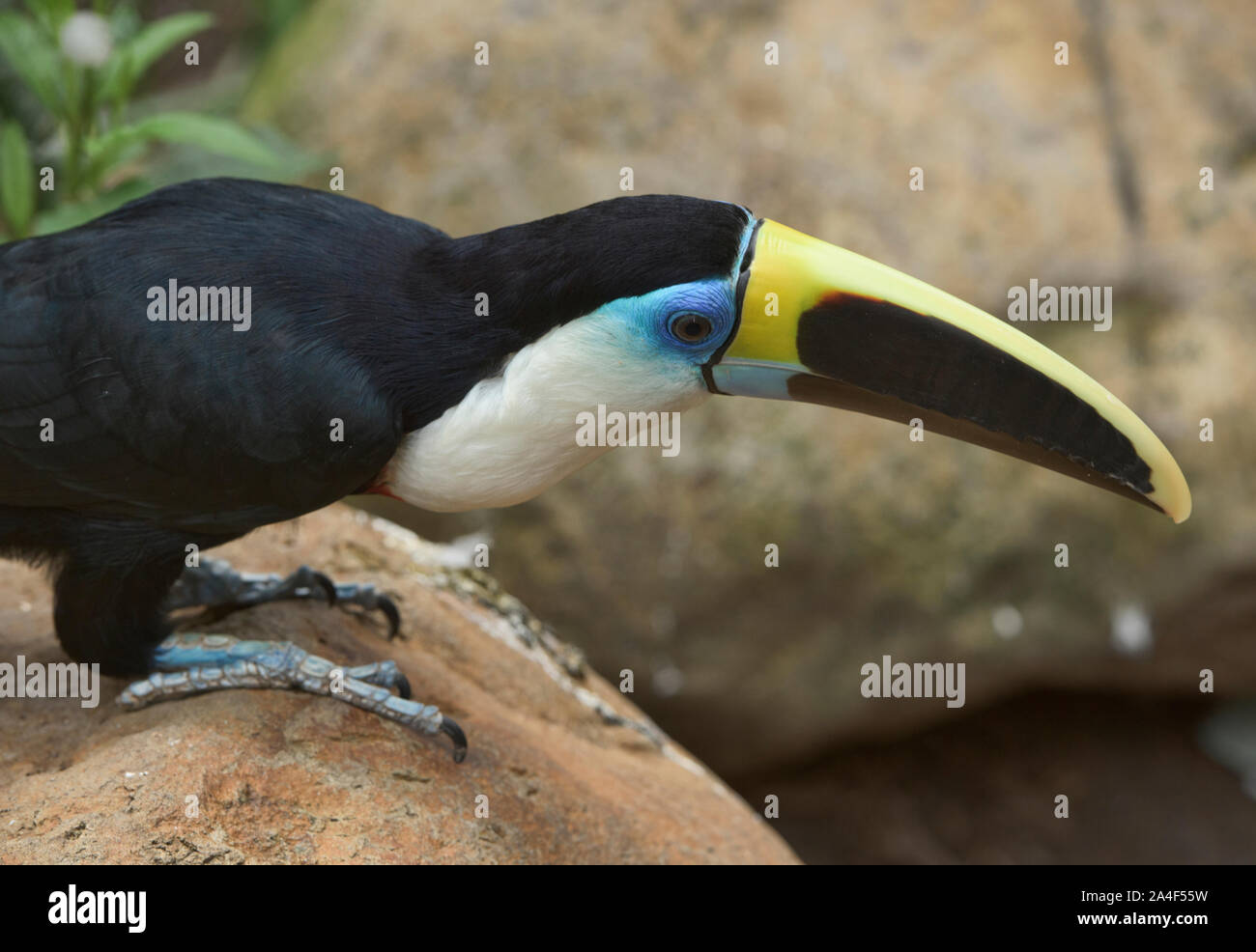White-throated toucan (Ramphastos tucanus), Ecuador Stock Photo - Alamy