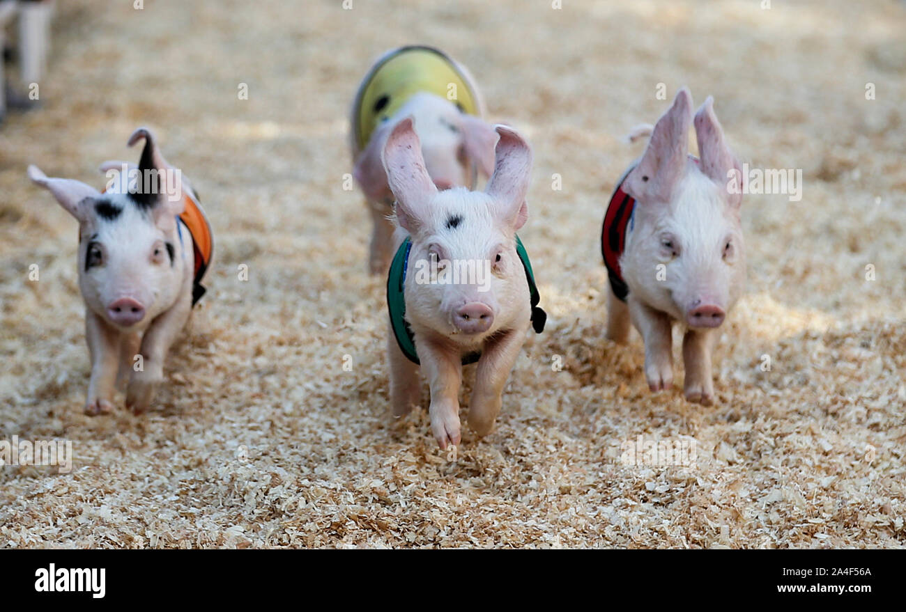 Hurdle racing hi-res stock photography and images - Alamy