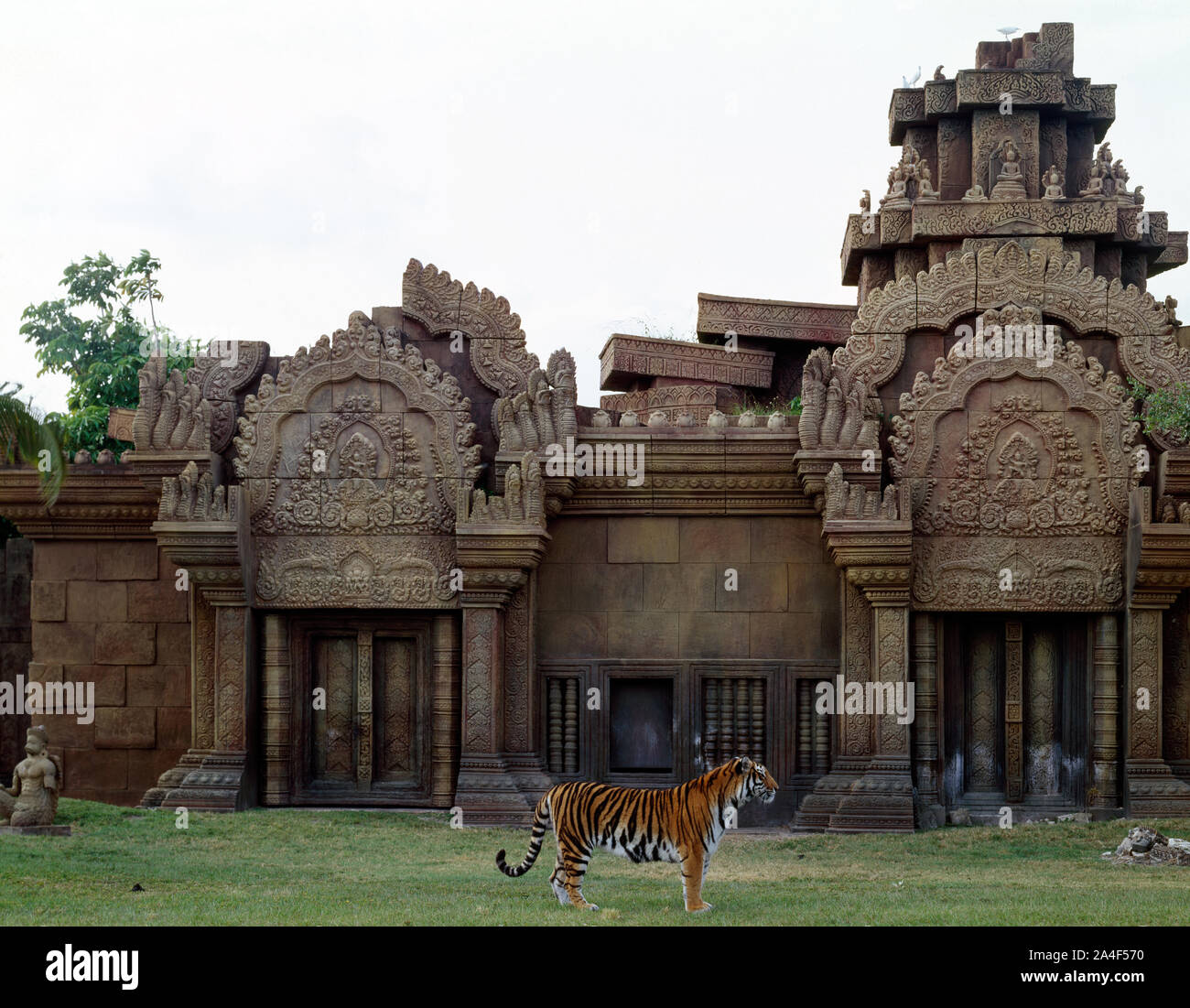 Tiger poses at the Zoo, Miami, Florida Stock Photo - Alamy