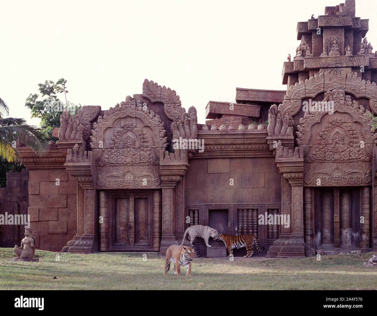 Zoo miami tigers hi-res stock photography and images - Alamy