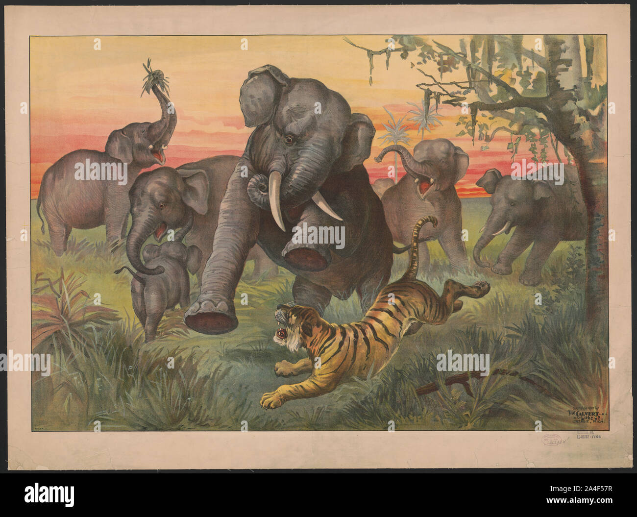 Tiger attacking herd of wild elephants Stock Photo - Alamy