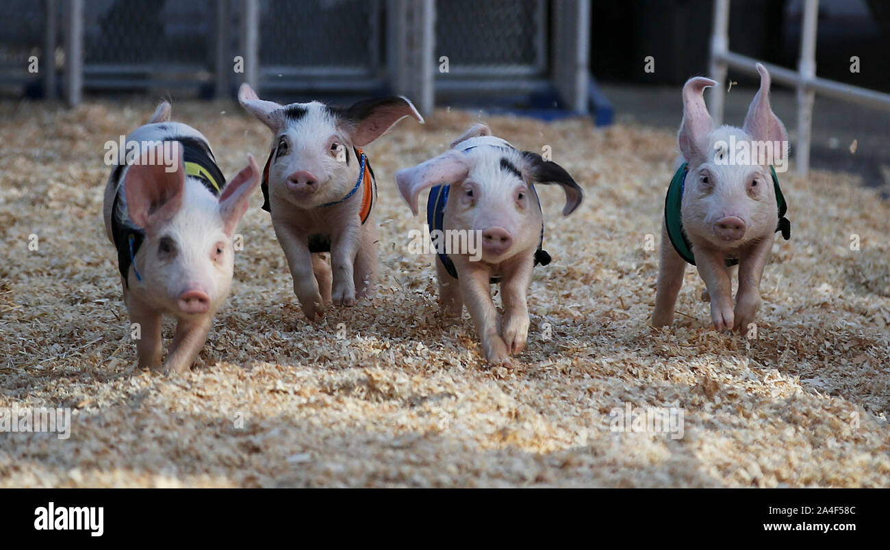 Los Angeles, USA. 14th Oct, 2019. Piggies run during piggy hurdle ...