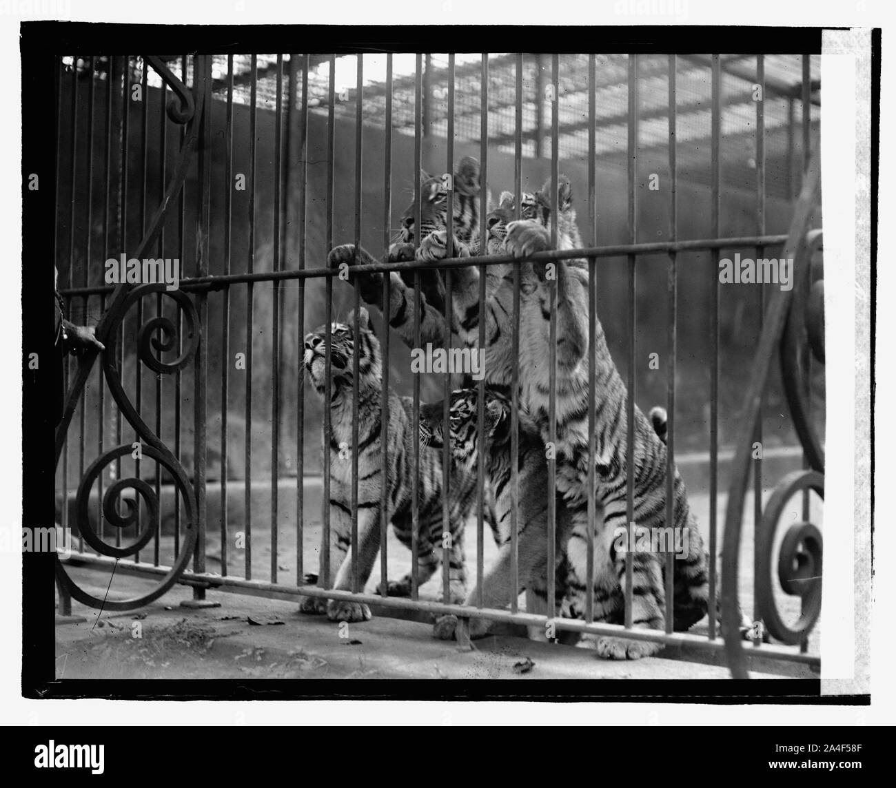 Her cubs Black and White Stock Photos & Images - Alamy