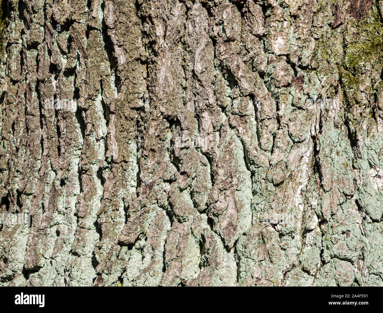 tree bark texture background Stock Photo - Alamy