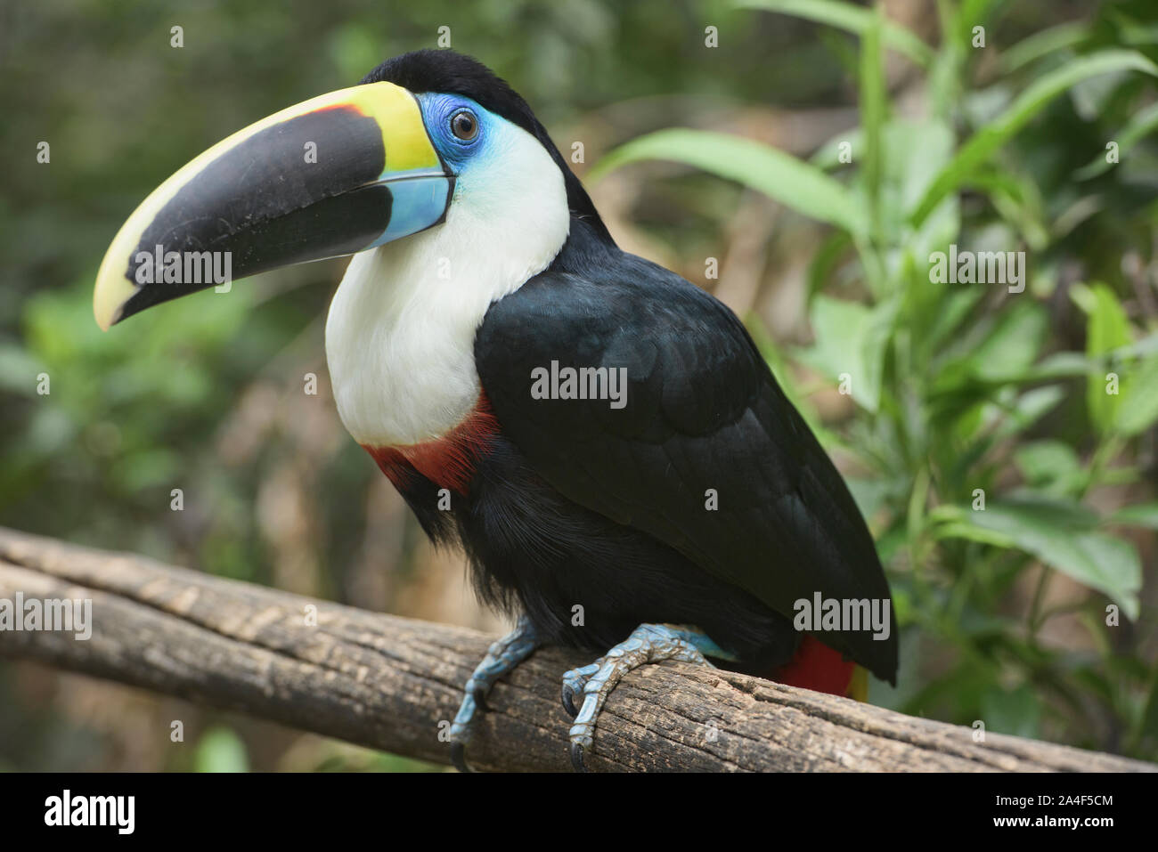 White-throated toucan (Ramphastos tucanus), Ecuador Stock Photo - Alamy