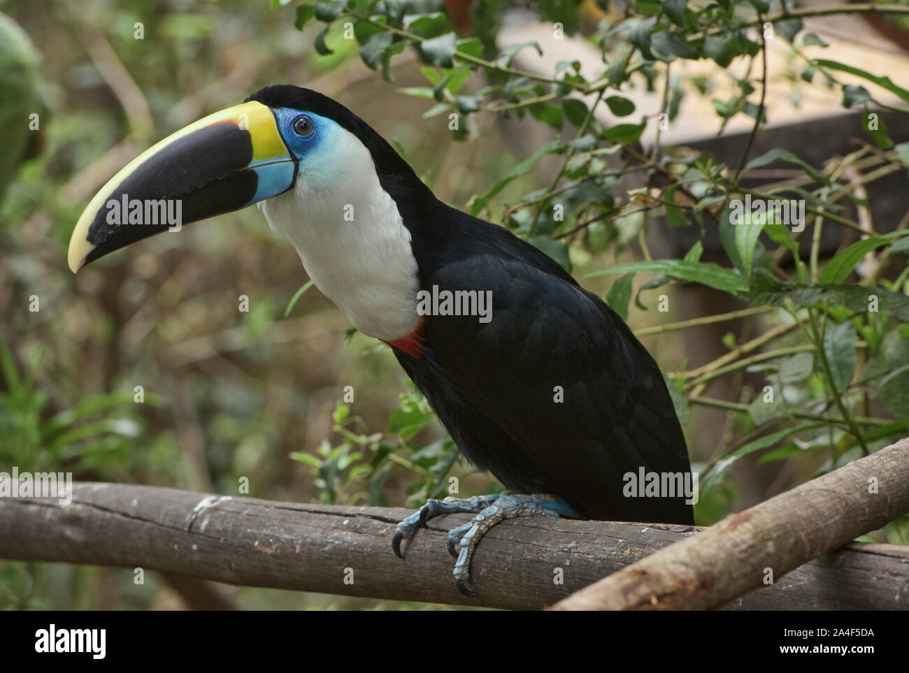 White-throated toucan (Ramphastos tucanus), Ecuador Stock Photo - Alamy