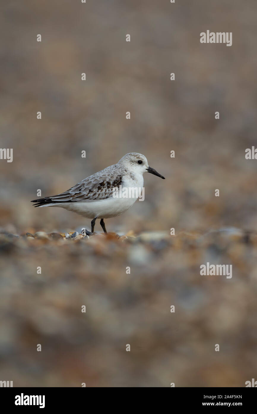 Eye level view of a Sanderling Calidris alba in winter plumage on a ...