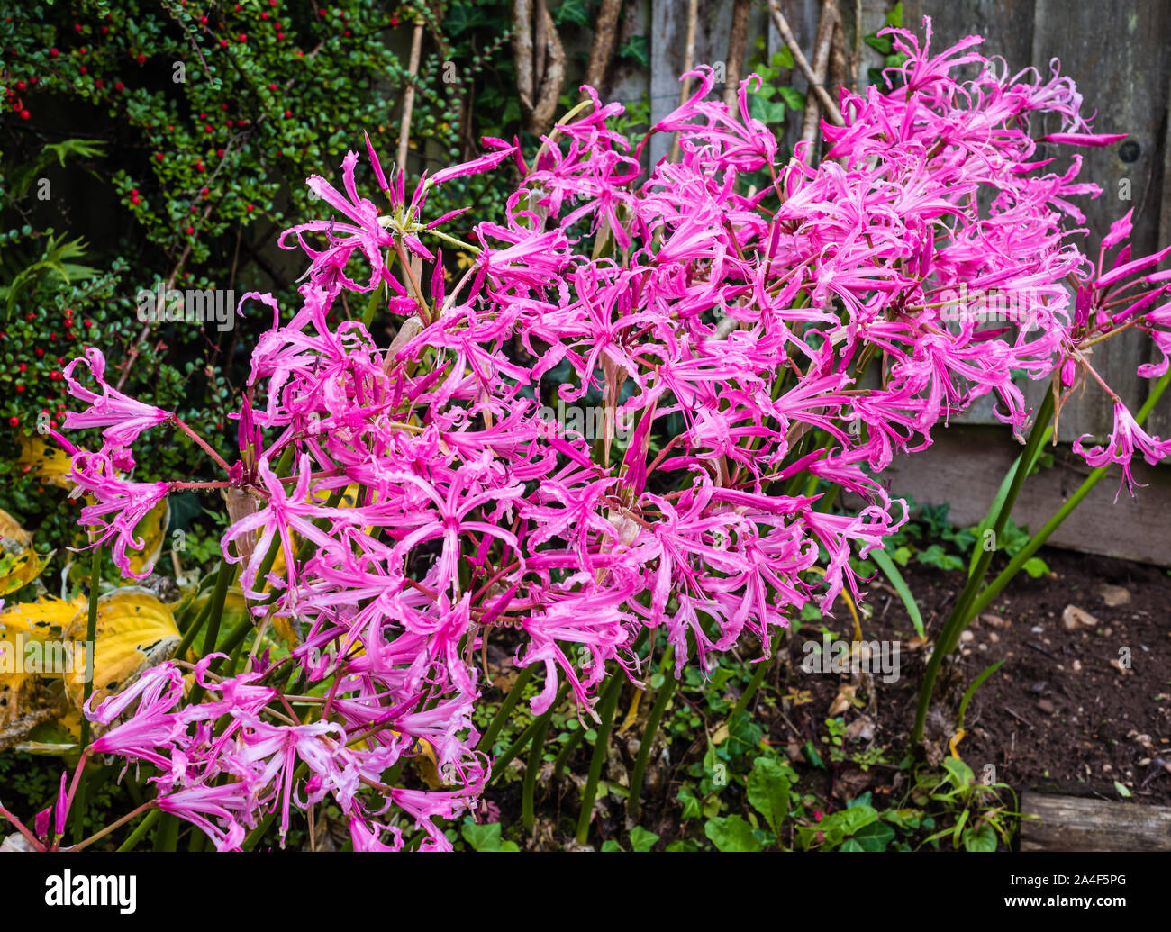 Nerines garden hi-res stock photography and images - Alamy