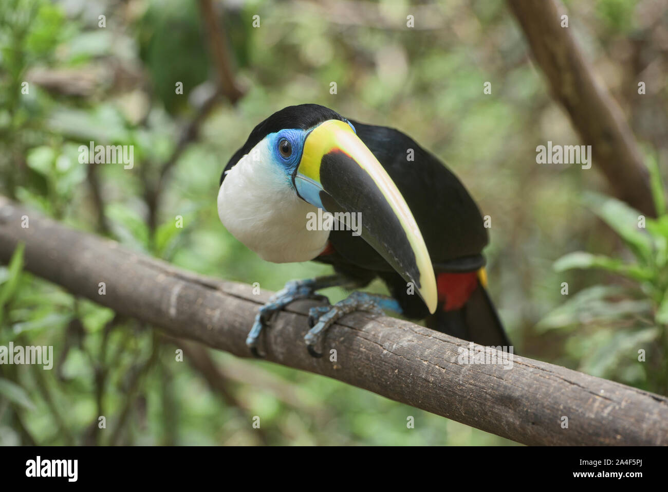 White-throated toucan (Ramphastos tucanus), Ecuador Stock Photo - Alamy