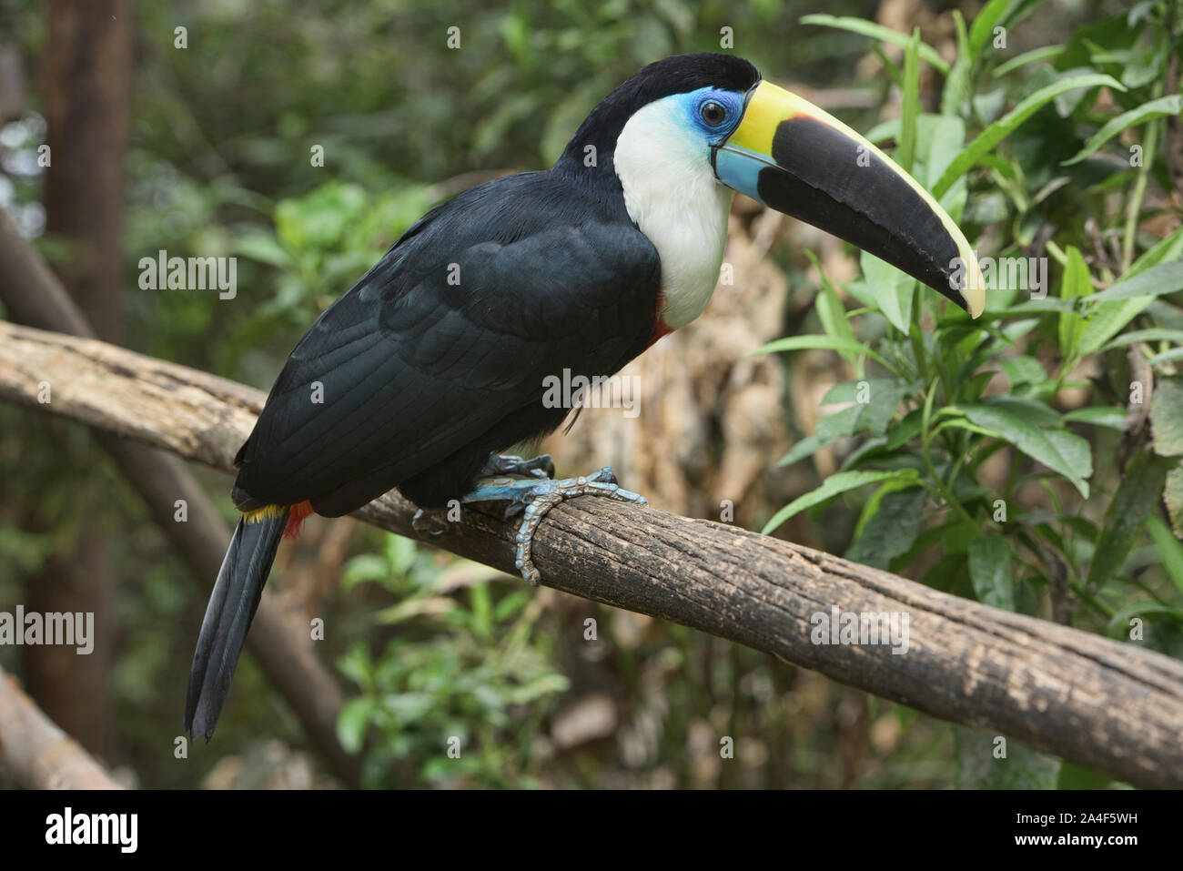 White-throated toucan (Ramphastos tucanus), Ecuador Stock Photo - Alamy