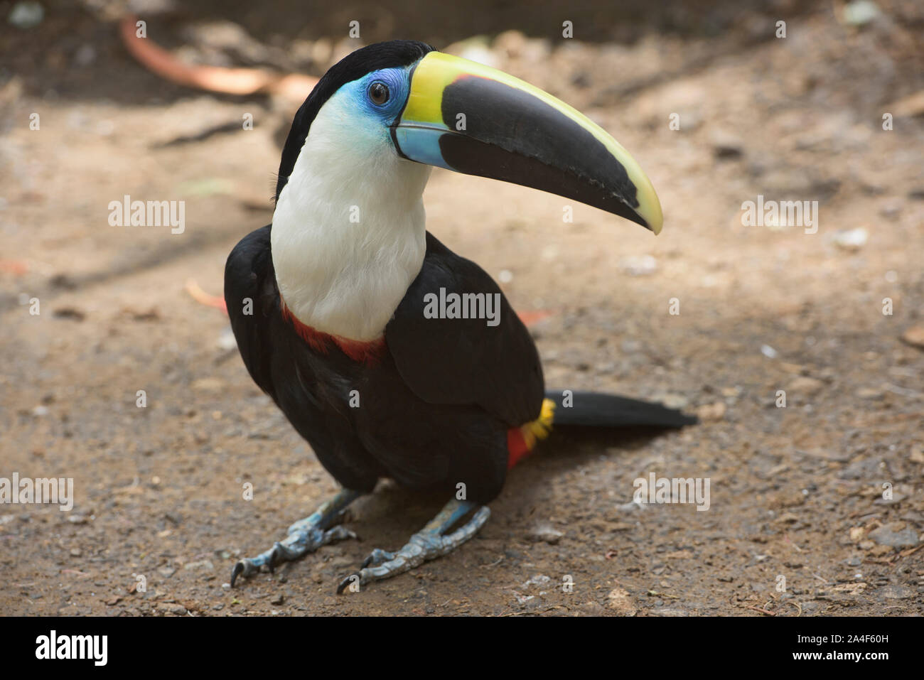 White-throated toucan (Ramphastos tucanus), Ecuador Stock Photo - Alamy