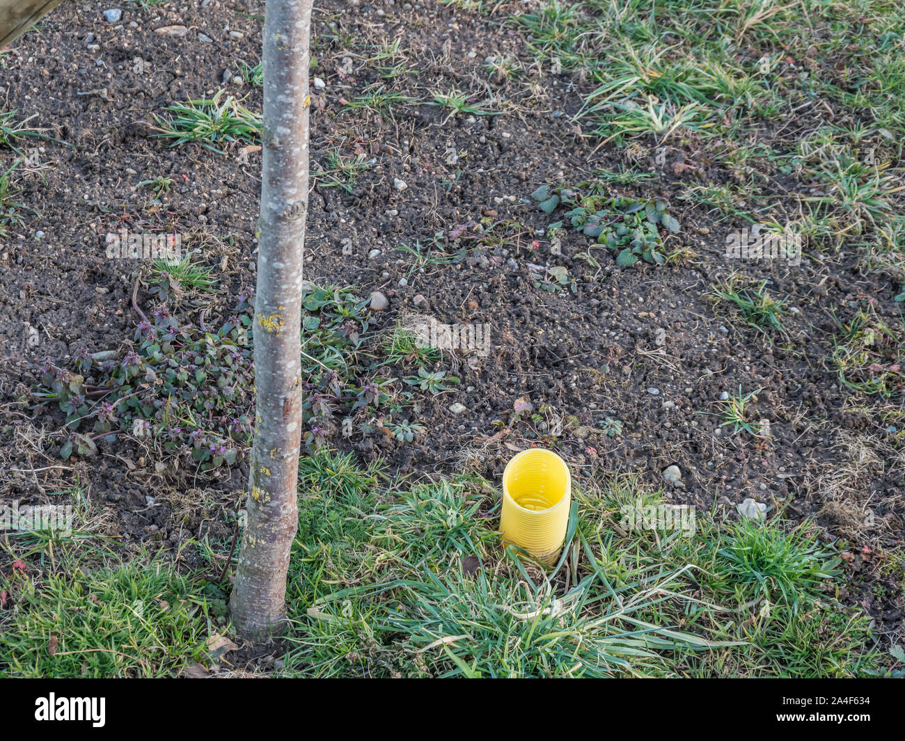 Drainage pipe at the tree planting Stock Photo - Alamy