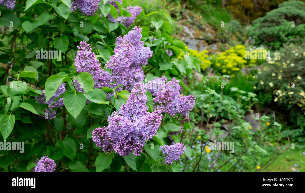 Syringa vulgaris garden hi-res stock photography and images - Alamy