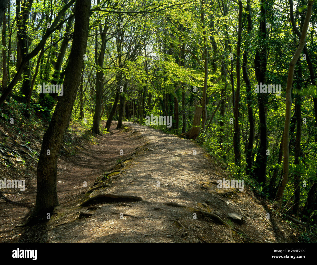 View SSE of the Leete Path riverside walk through the Alyn Gorge ...