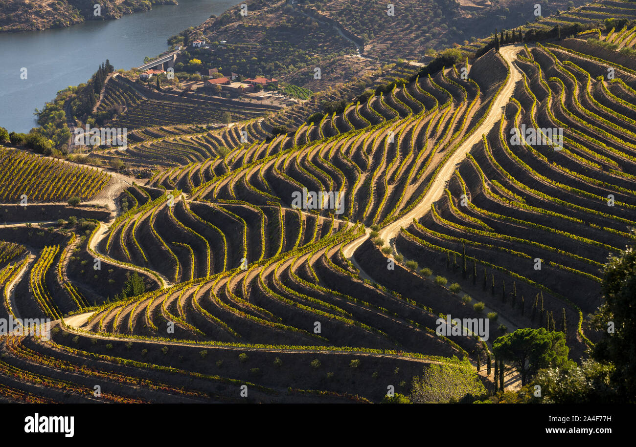 UNESCO World Heritage, the beautiful endless lines of Douro Valley ...