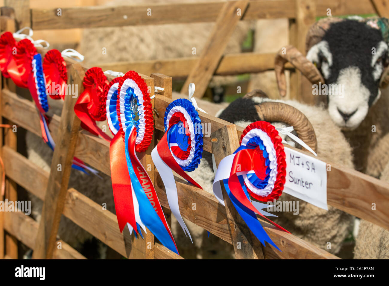Farm rosettes hi-res stock photography and images - Alamy