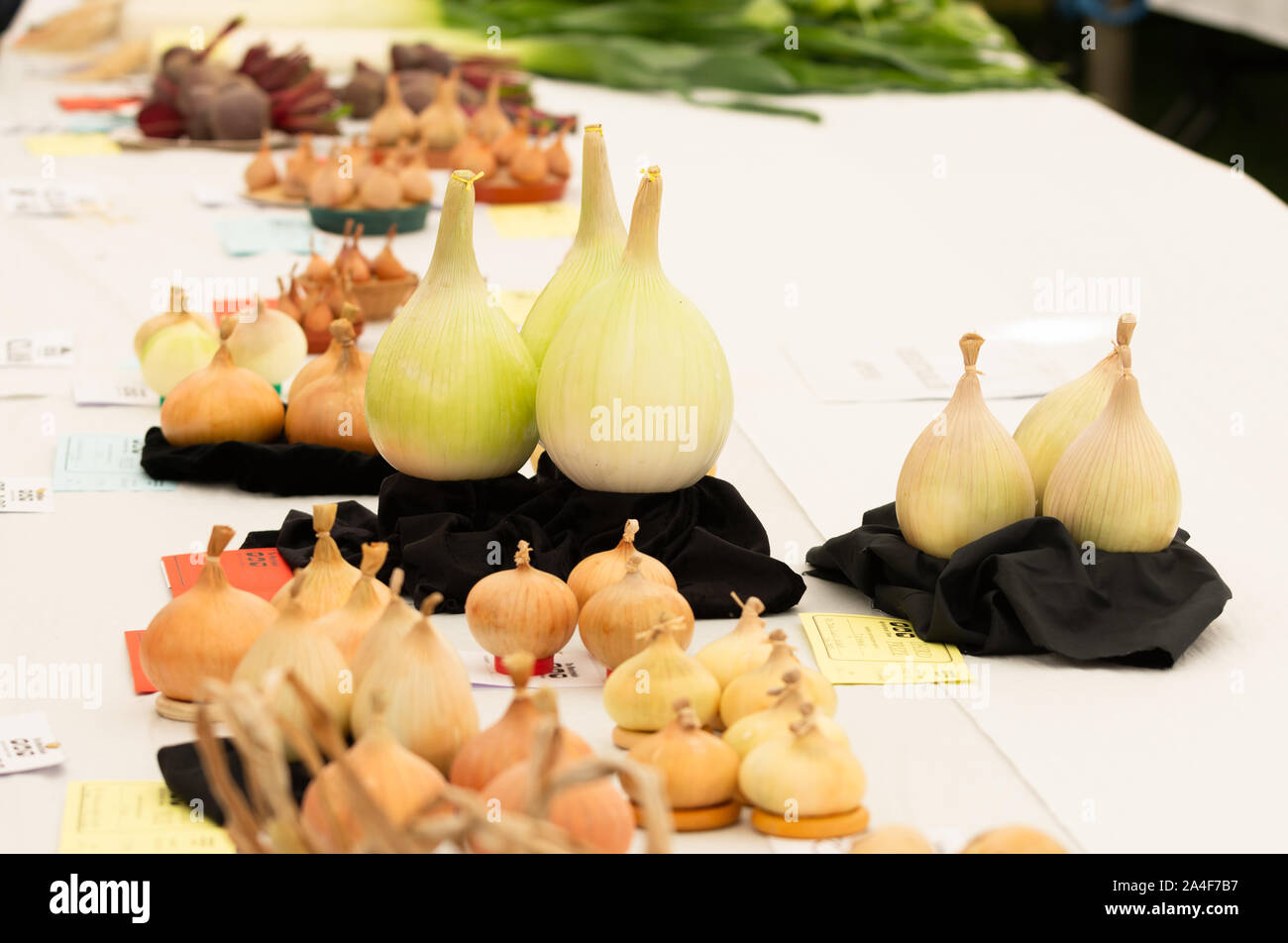 Vegetable competition at Wensleydale Agricultural Show Stock Photo - Alamy