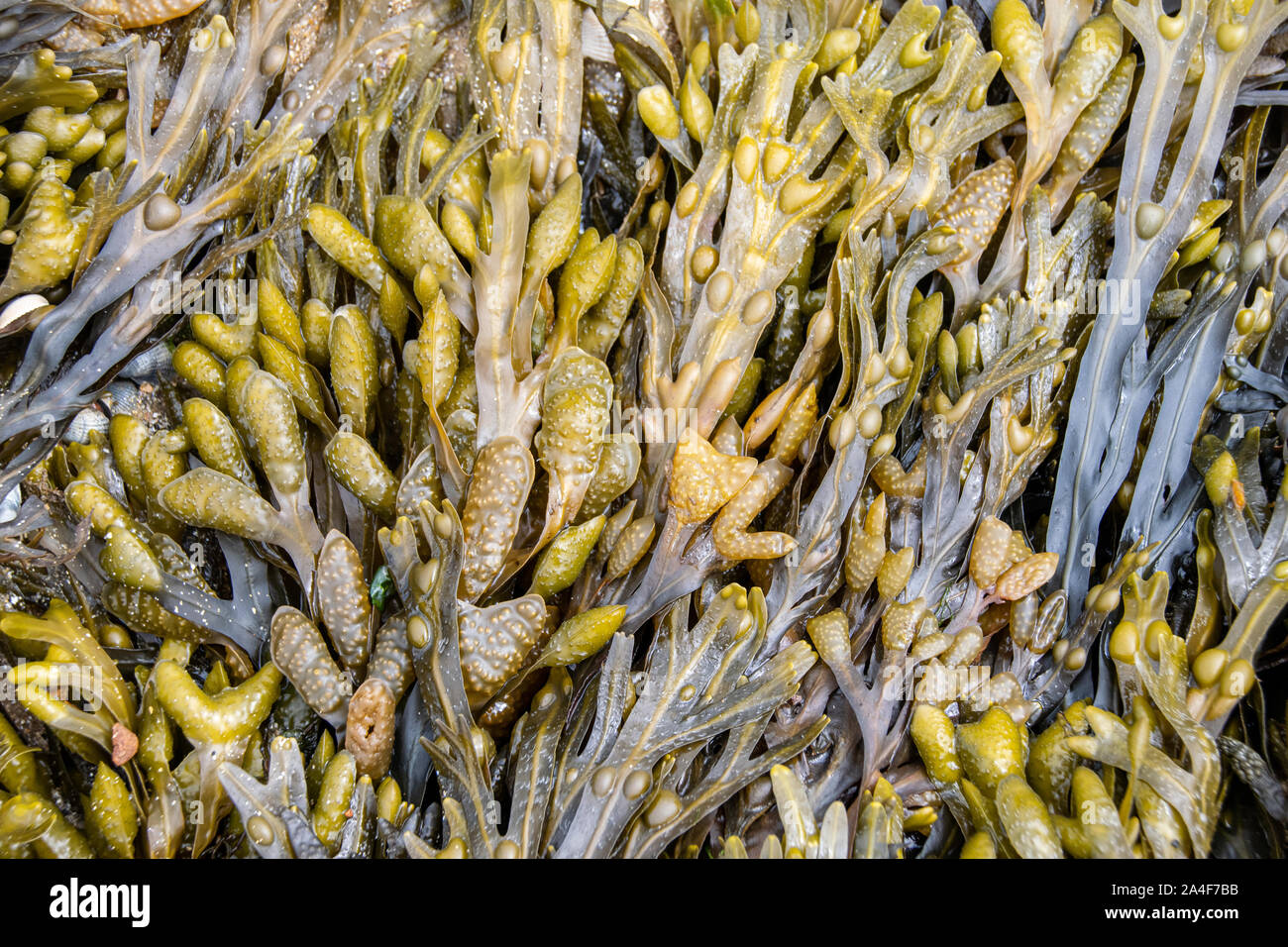 Bladder wrack seaweed (Fucus vesiculosus Stock Photo - Alamy