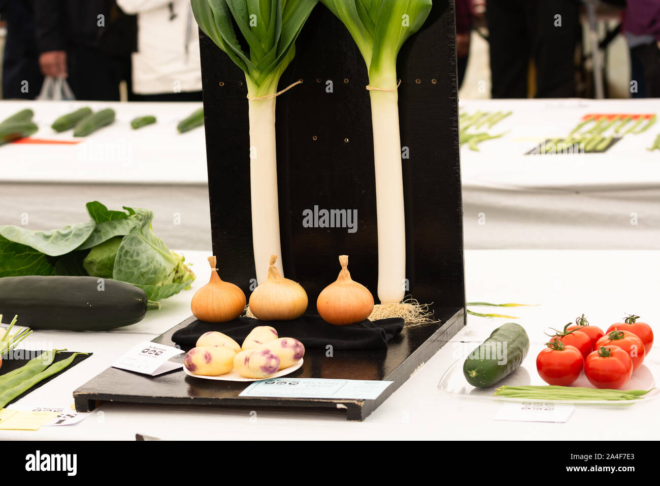 Vegetable competition at Wensleydale Agricultural Show Stock Photo - Alamy