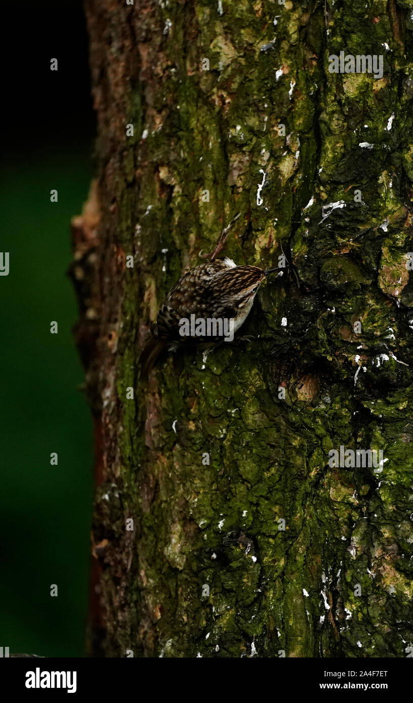 Tree Creeper climbing over the surface of a trunk Stock Photo - Alamy