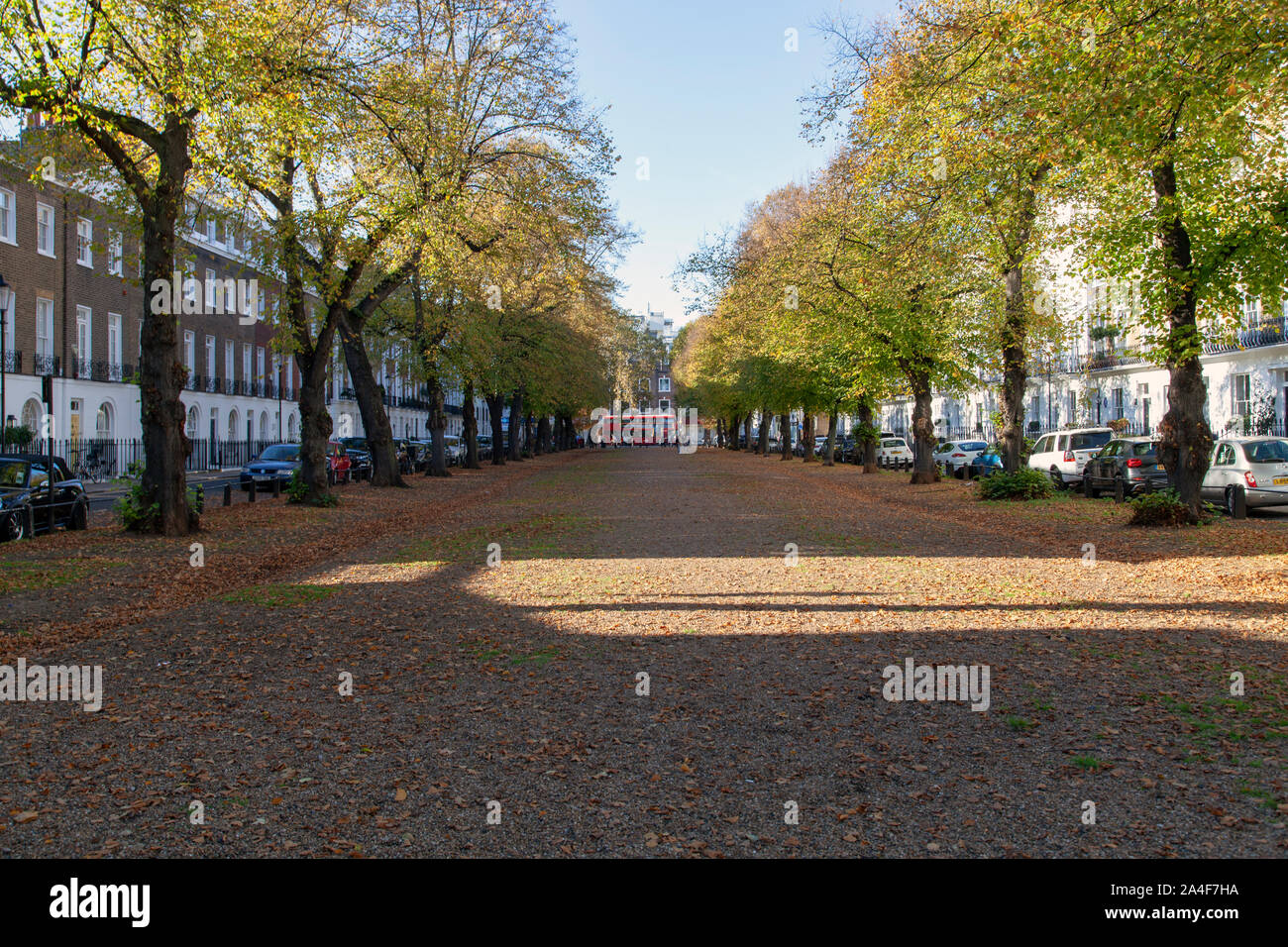 Lime tree lined Royal Avenue, Chelsea, in the autumn Stock Photo - Alamy