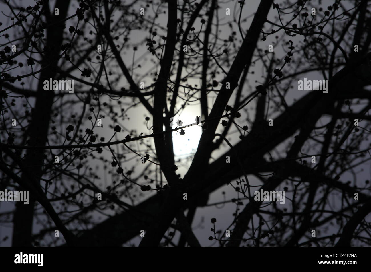 Budding Tree seen at Sunset Stock Photo - Alamy
