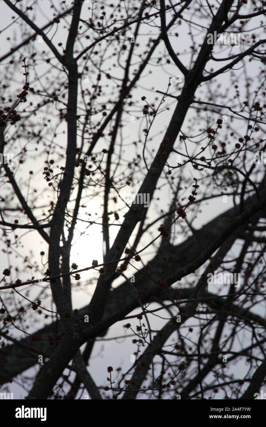Budding Tree seen at Sunset Stock Photo - Alamy