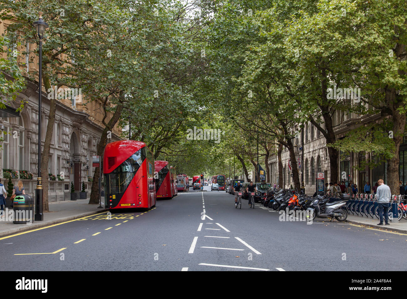 New Routemaster buses under the Plane tree canpoy of Northumberland ...