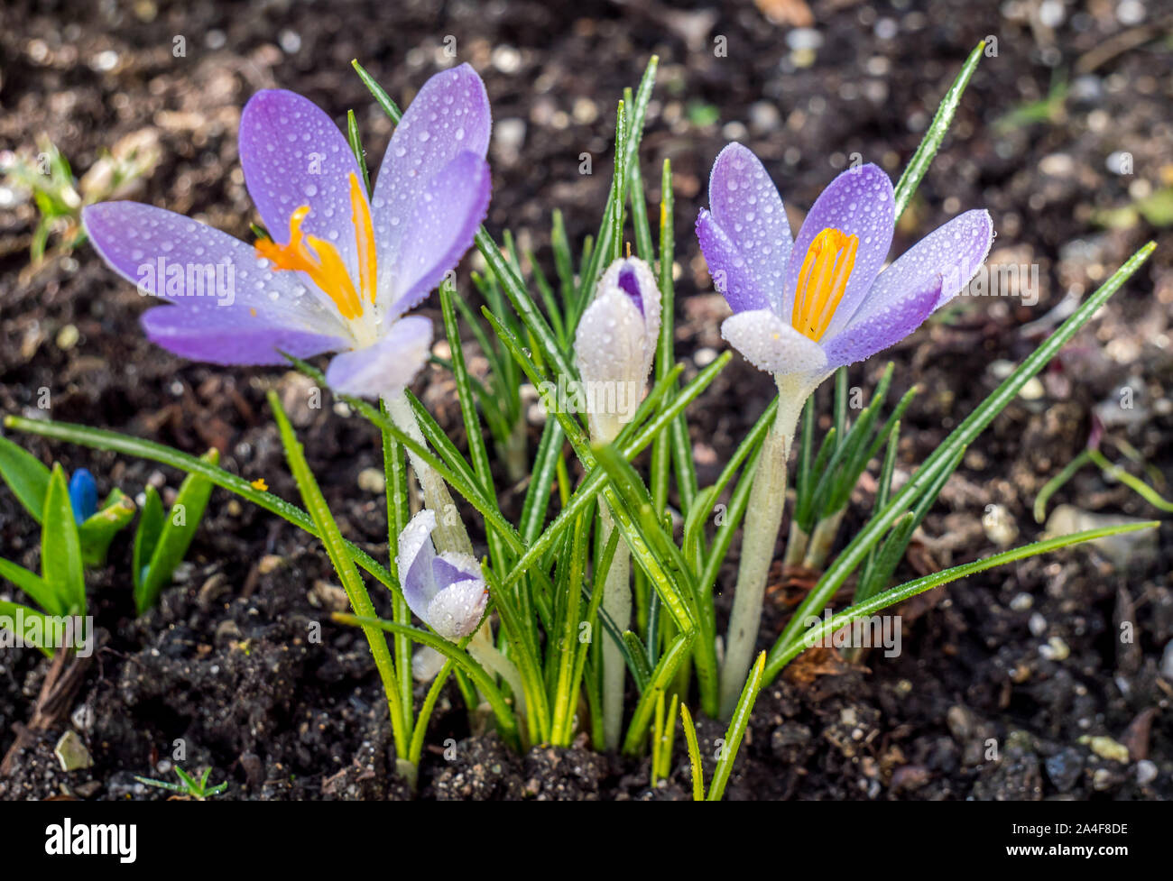 Wet crocuses hi-res stock photography and images - Alamy