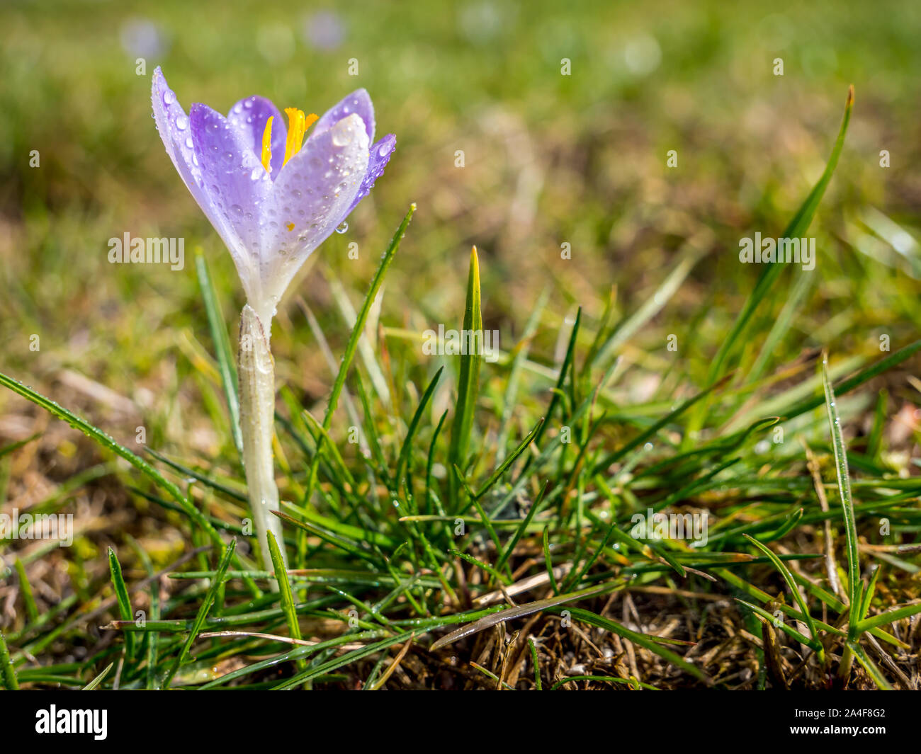 Banner Crocus in the meadow Stock Photo - Alamy