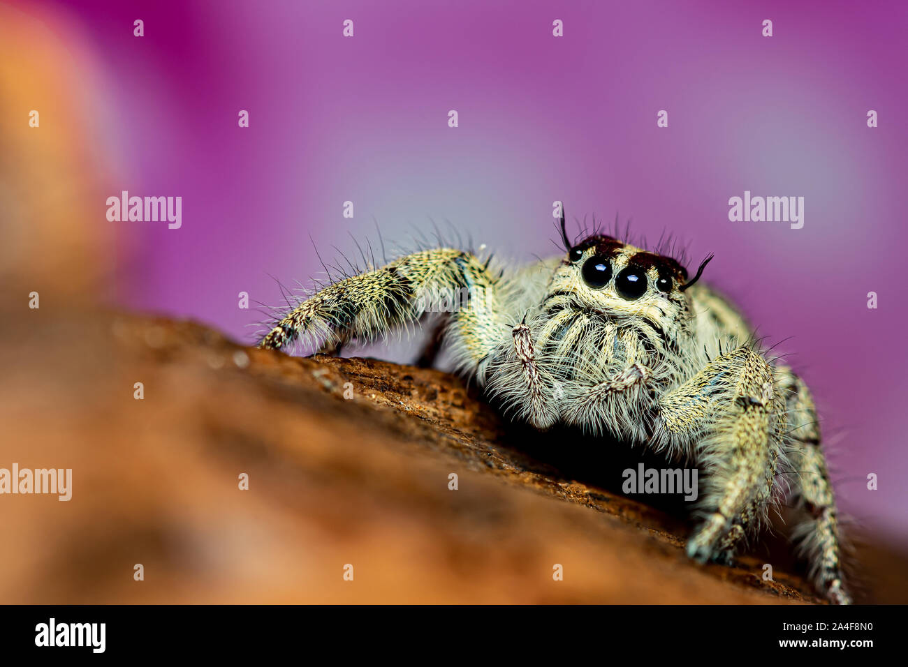 Close up Platycryptus undatus jumping spider. macro photo of insect and ...