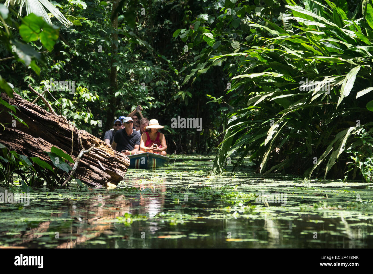 Costa Rica Sloth Sanctuary Stock Photo - Alamy