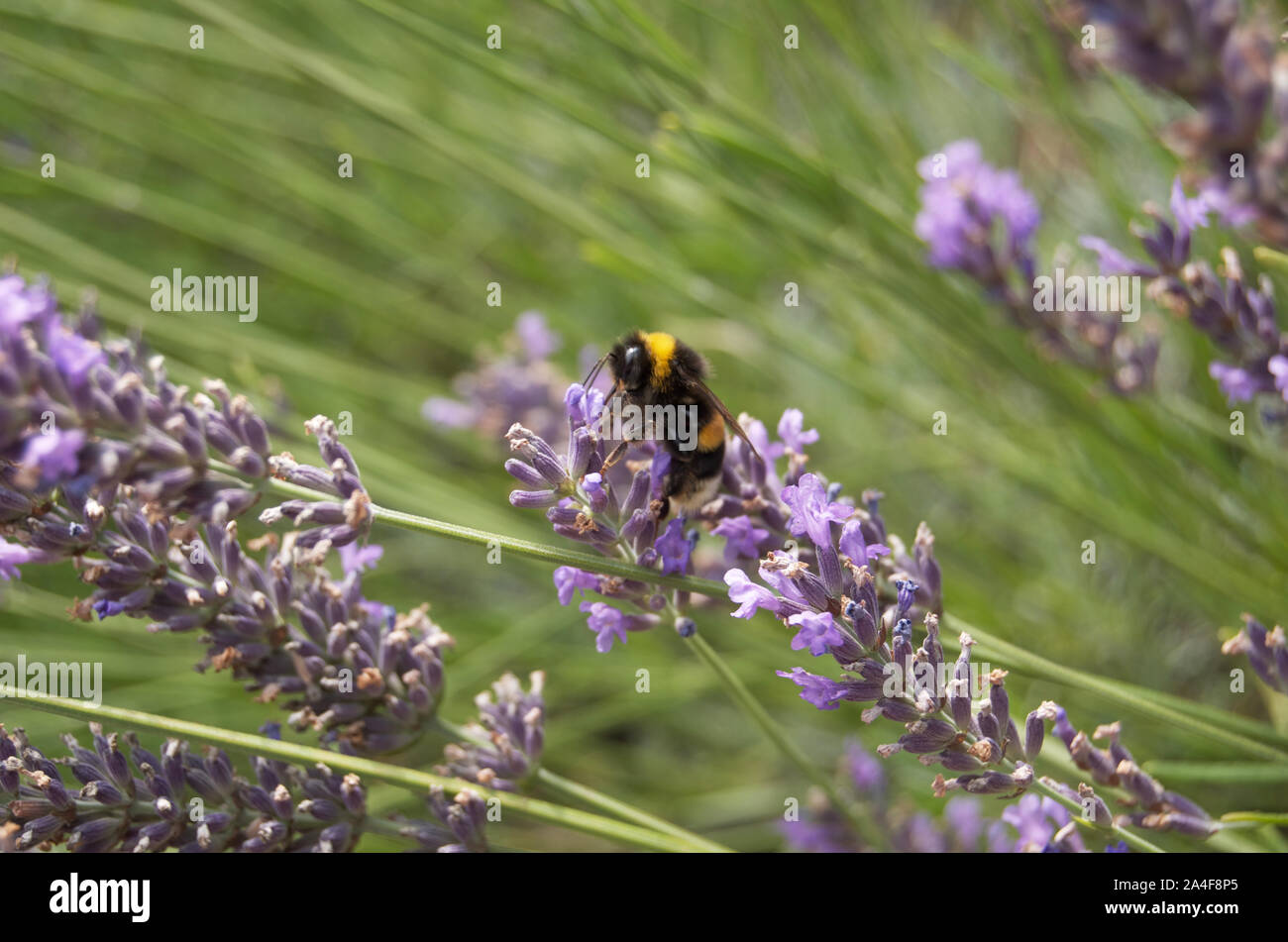 Bee searching for lavender nectar Stock Photo - Alamy