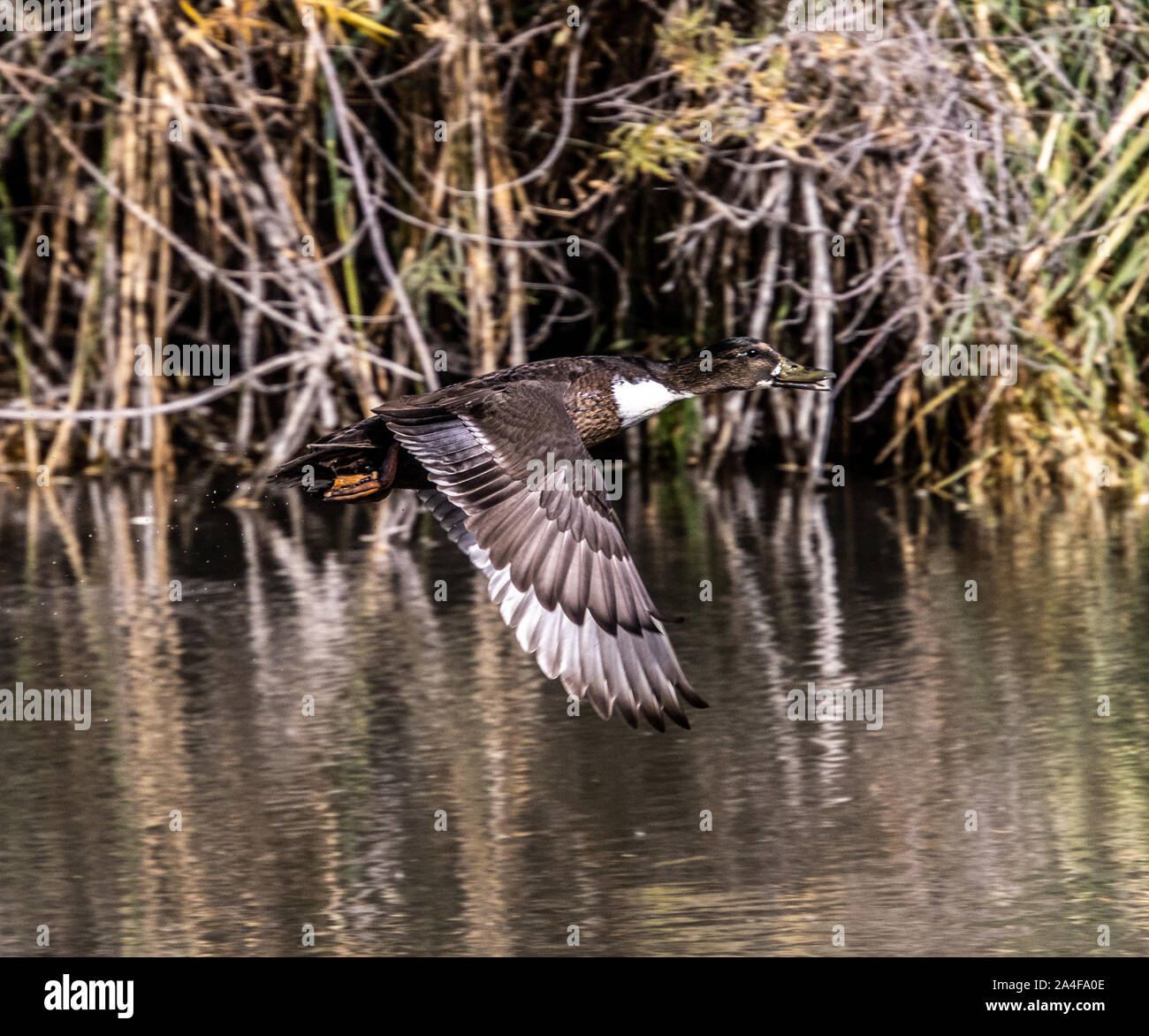 Utah Duck in flight over the Utah Jordan river Stock Photo - Alamy