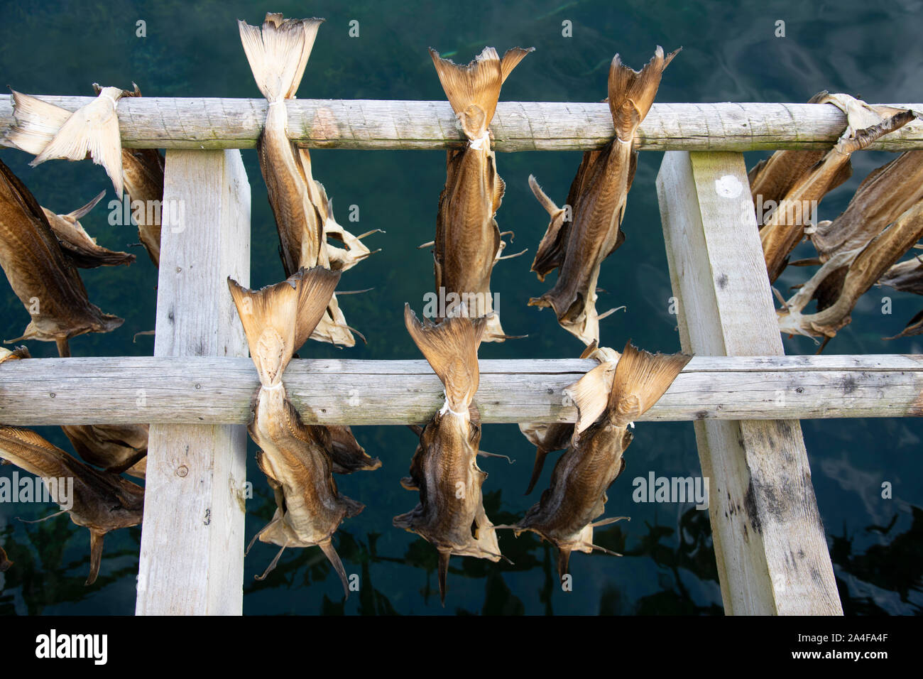 Cod drying on a wood rack over Reine Fjord in the Lofoten Islands ...