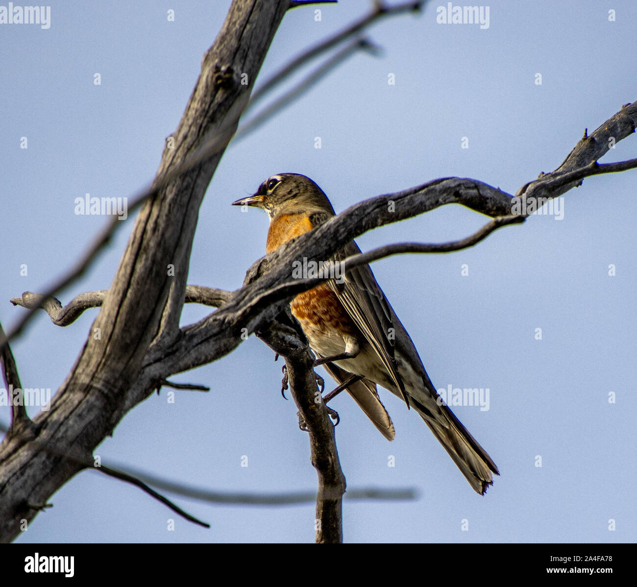 American Robins are common birds across the continent Stock Photo - Alamy